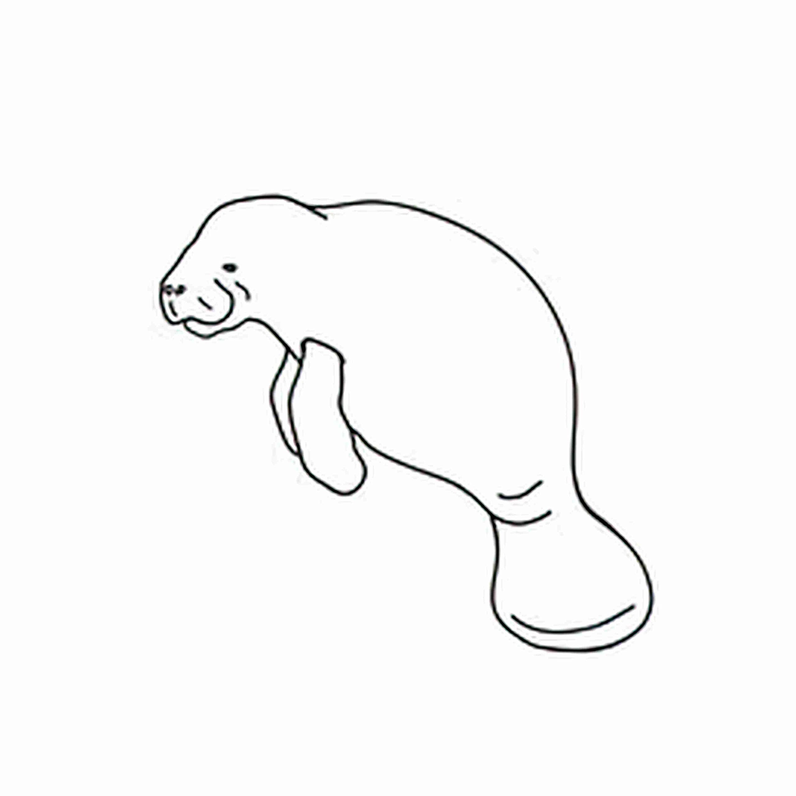 Manatee Outline