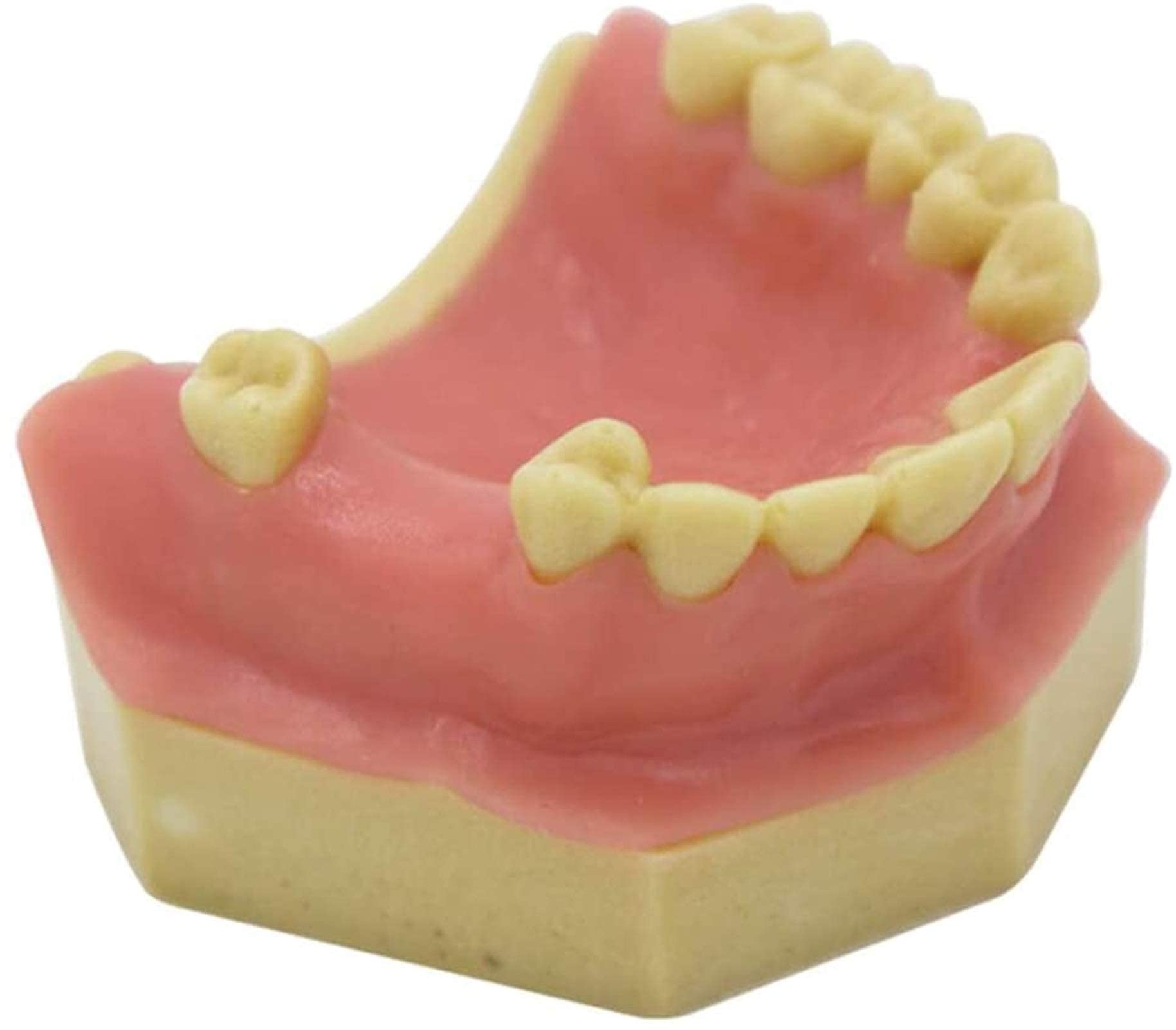 Study Model Oral Implant Practice Model Dental Teeth Model Soft ...