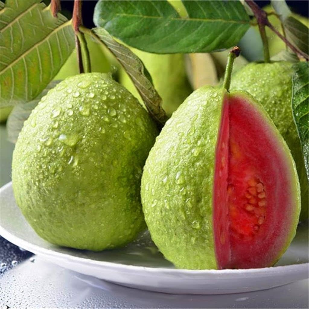 M-Tech Gardens Rare Hybrid Guava " Red Flesh " Exotic 40 Fruit Seeds ...