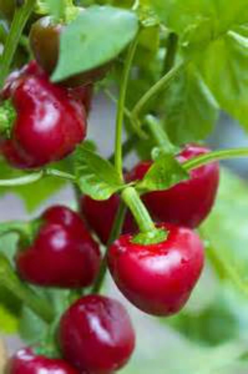 Amazon.com : Hot Cherry Bomb Pepper Seeds! : Patio, Lawn & Garden