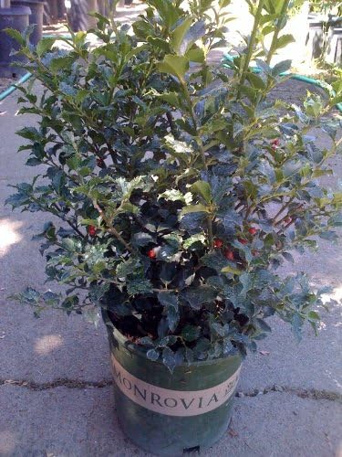 Amazon.com : Berri Magic Kids Holly Two Gallon Plant : Flowering Plants ...