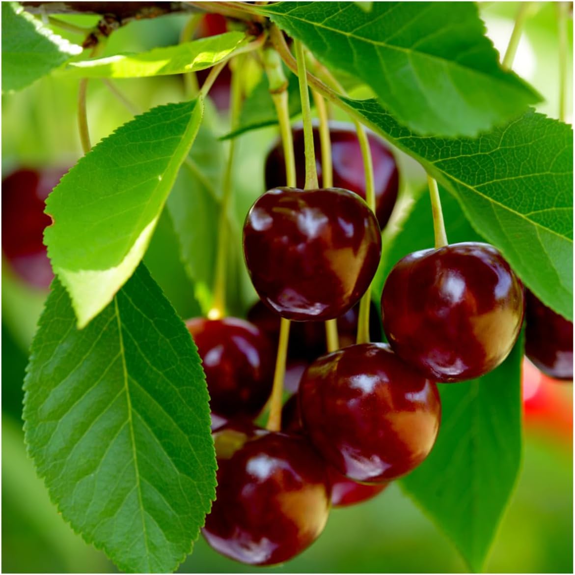 Dwarf Early Rivers' Cherry Tree,Ready to Fruit,Large Dark Juicy ...
