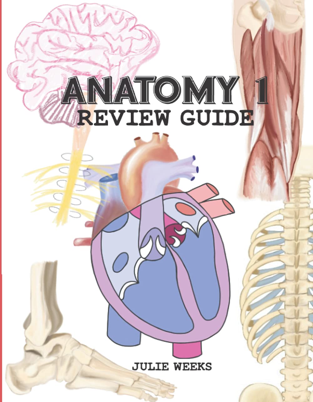 Anatomy 1 Review Guide: 9798535891835: Medicine & Health Science Books ...
