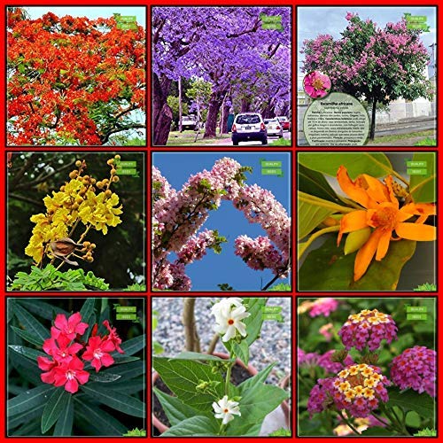 Buy OhhSome All Purpose Combo Tree : Jacaranda Mimosafolia, Delonix ...