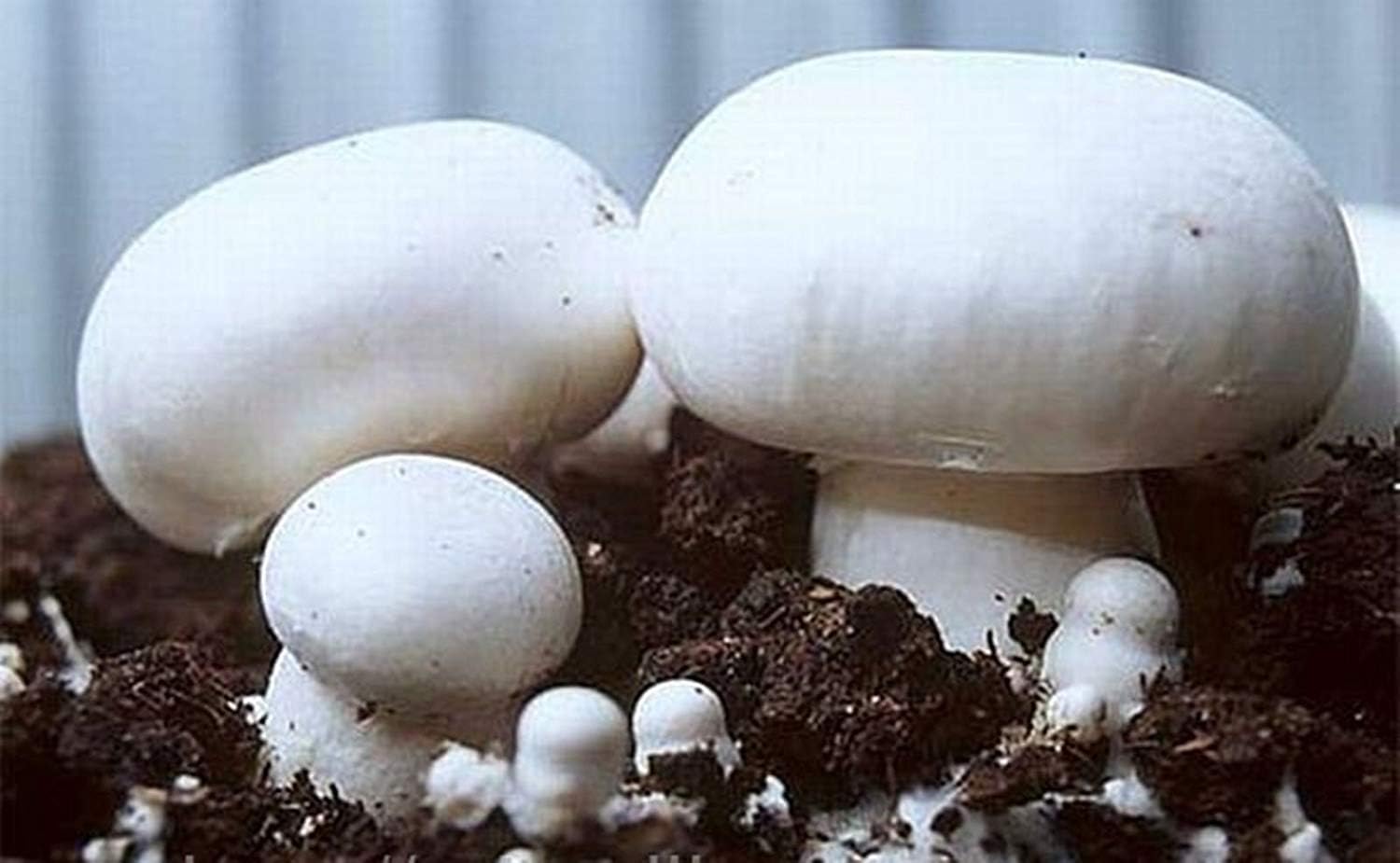 White Button Mushroom (Agaricus Bisporus) Mycelium Spores Spawn Dried ...