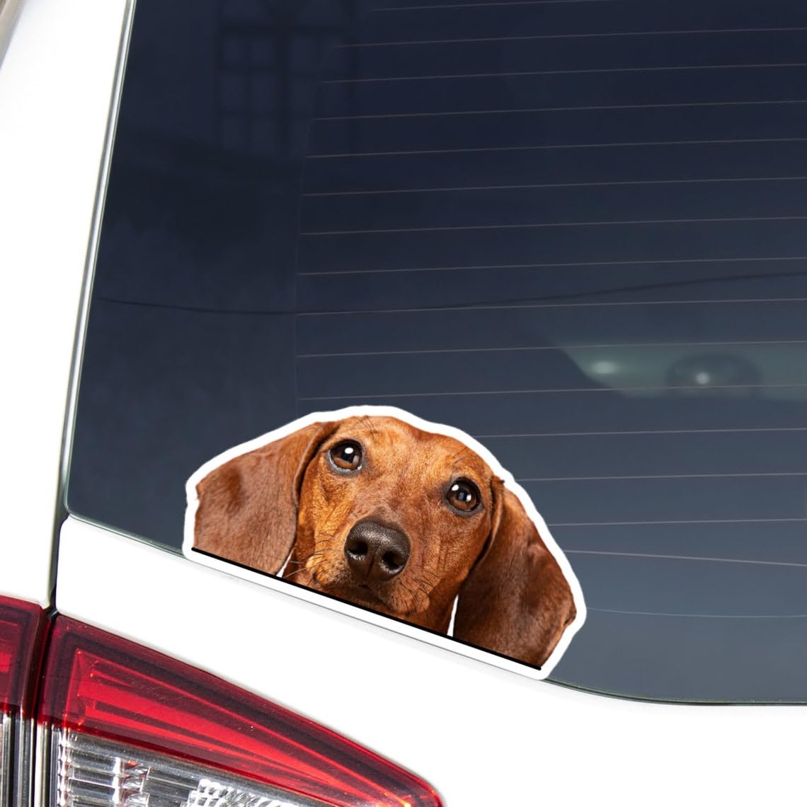 Dachshund Car Memes Generic Funny Dachshund Car Seat Dachshund Car
