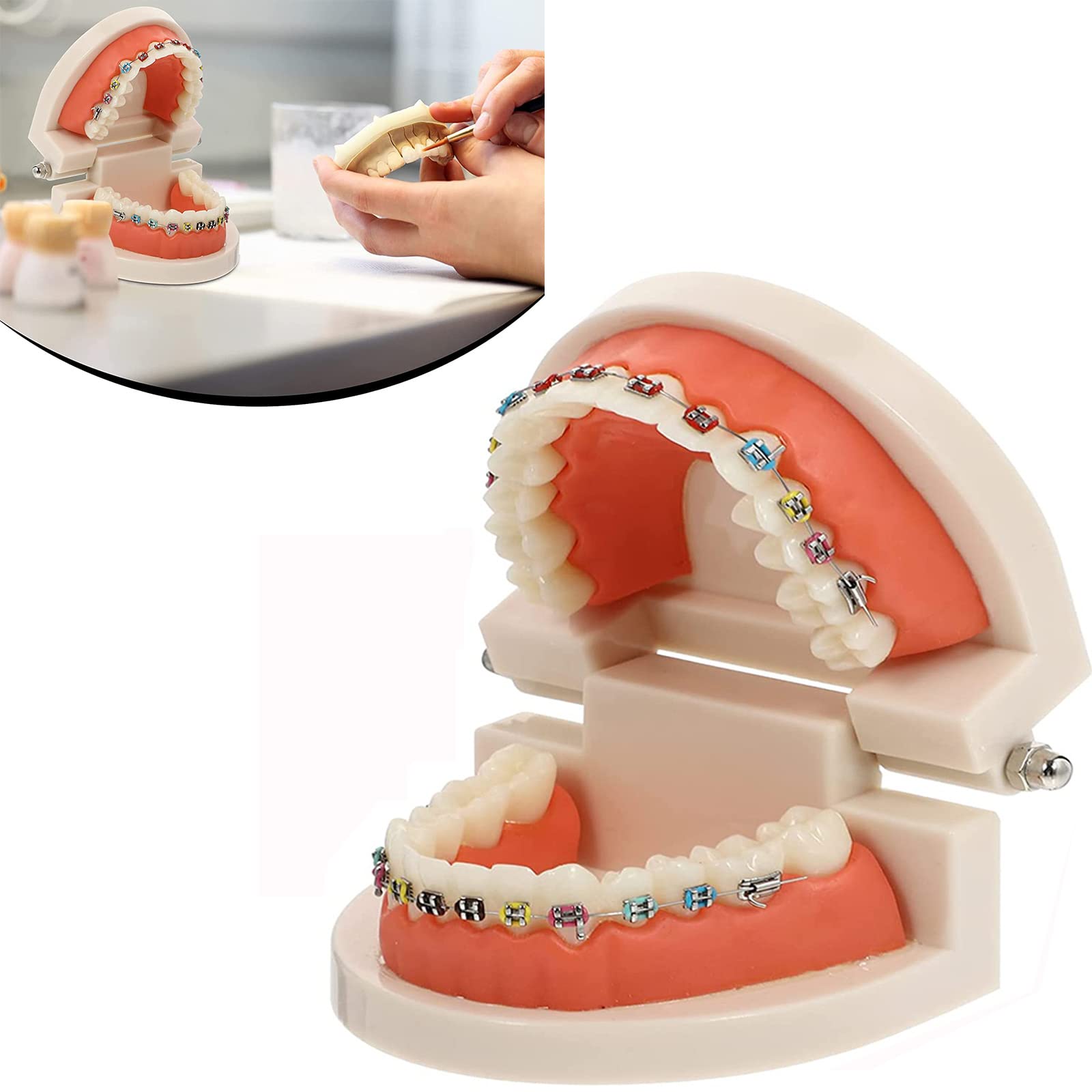 Buy MEHAOC Tooth Teaching Mallocclusion Orthodontic Teeth Model with ...