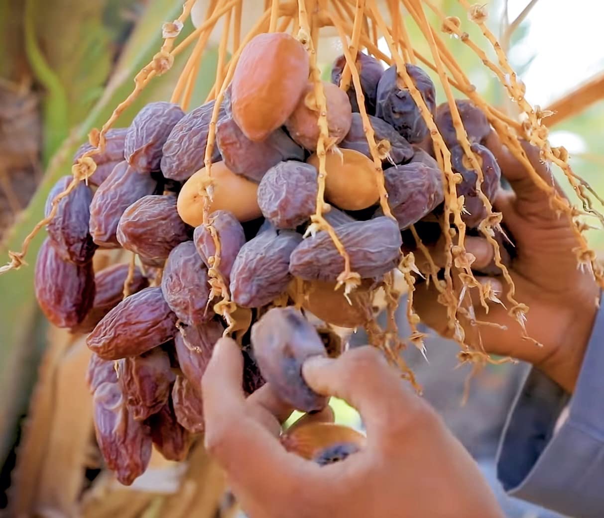 Nectar Garden Arabian Anbara Date Plant-Tissue Culture Plant : Amazon ...