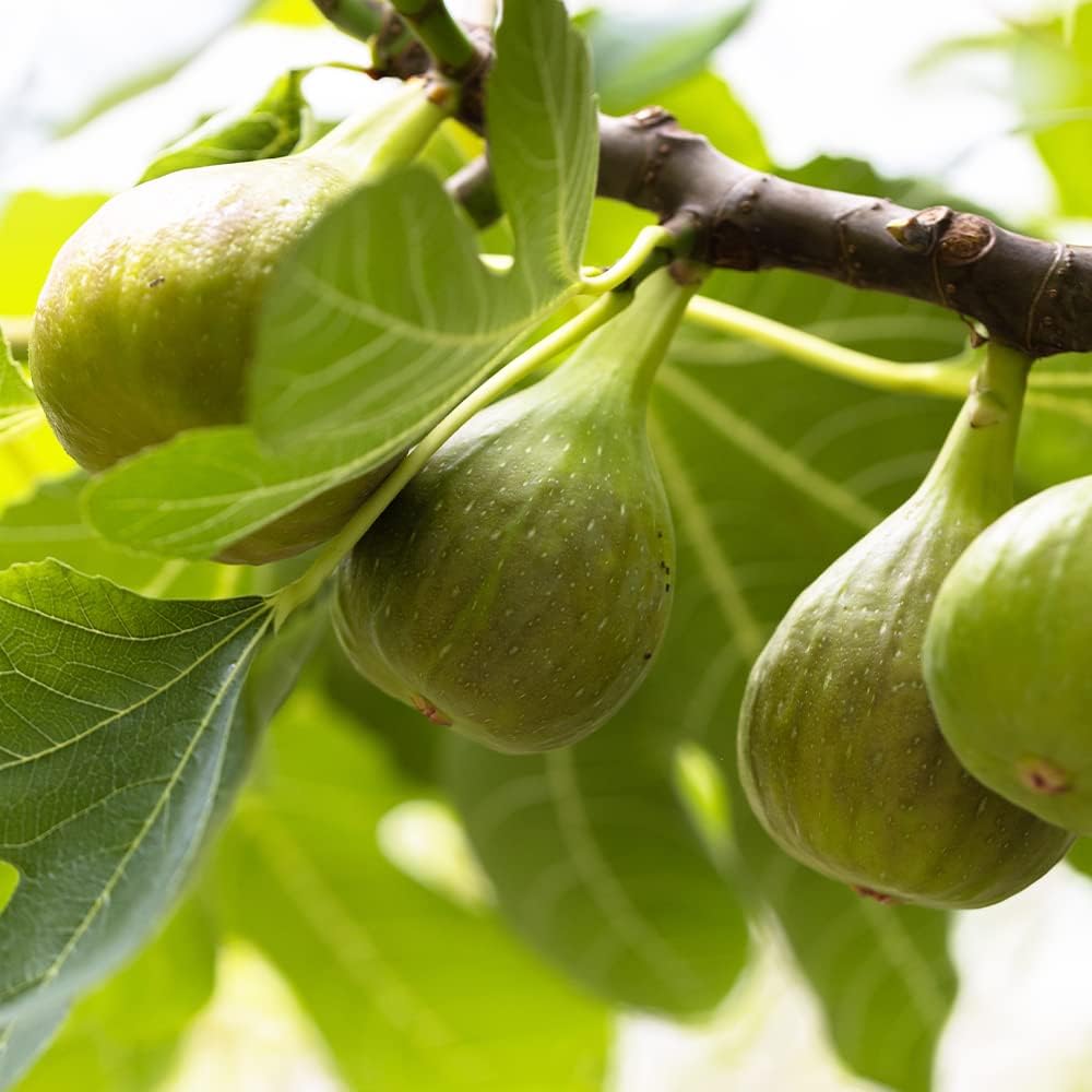 Amazon.co.jp: ITANSE イチジク レディーホワイト 接木5号ポット 品種で選べる果樹苗 接木苗 1個売り 学名 Ficus carica L. ‘Lady White ...