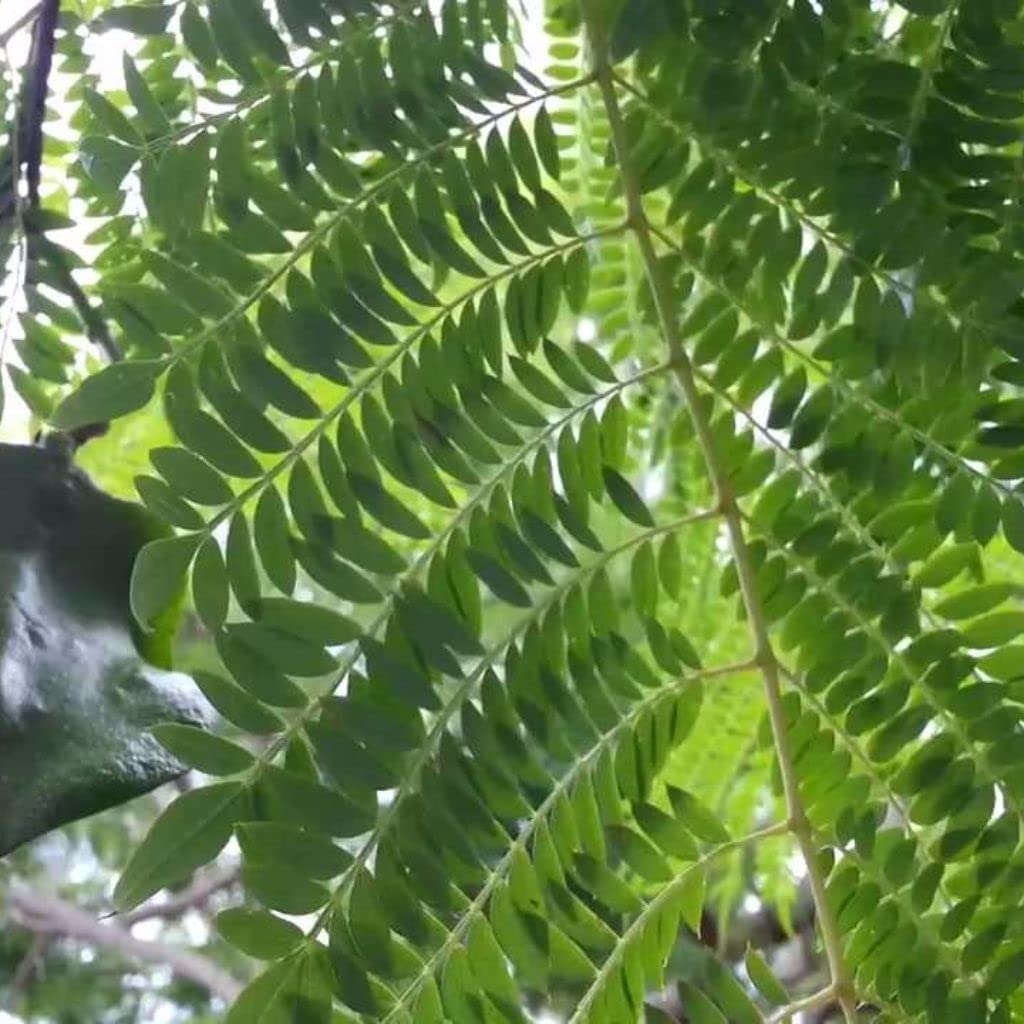 Jacaranda Tree Leaf