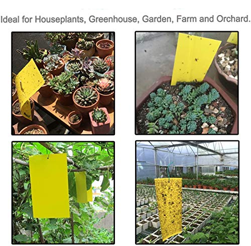Yellow plates, yellow stickers, sticky insect traps, fly trap, yellow ...