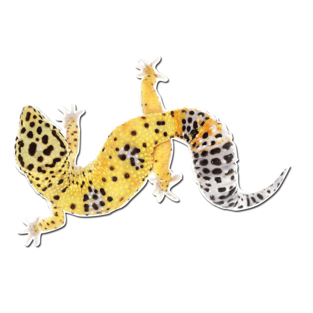 Amazon.com: Dark Spark Decals Adorable Leopard Gecko Pet Lizard - 4 ...