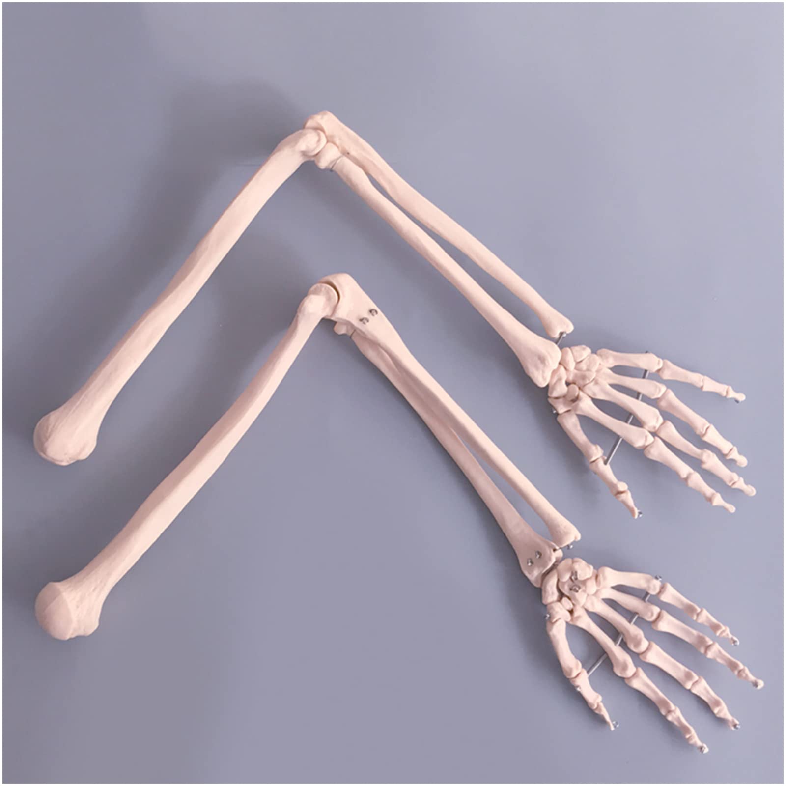 Anatomie Der Menschlichen Armknochen