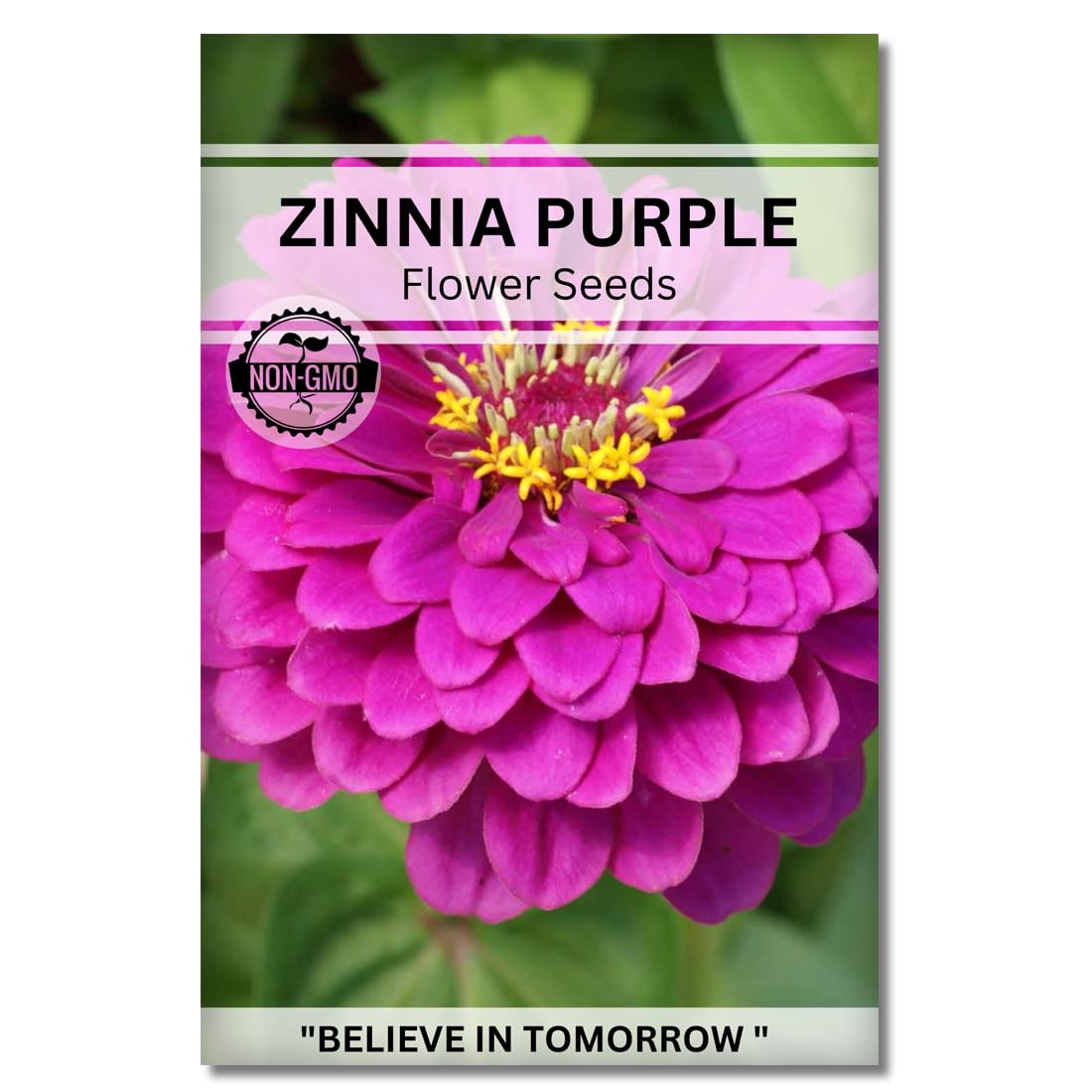 Navika Seeds ; Grow with Us Zinnia Purple Flower Seed.Perfect for ...