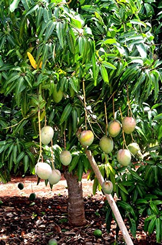 Plantsship Exotic High Yielded, Tella Gulabi Aam (Grafted) Live Healthy ...