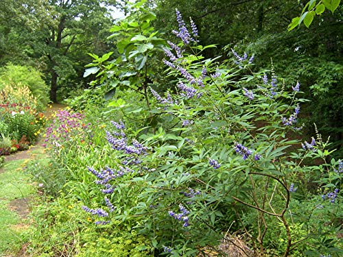 Amazon.com : Chaste Tree 'Shoal Creek' (Vitex Agnus-castus 'Shoal Creek ...