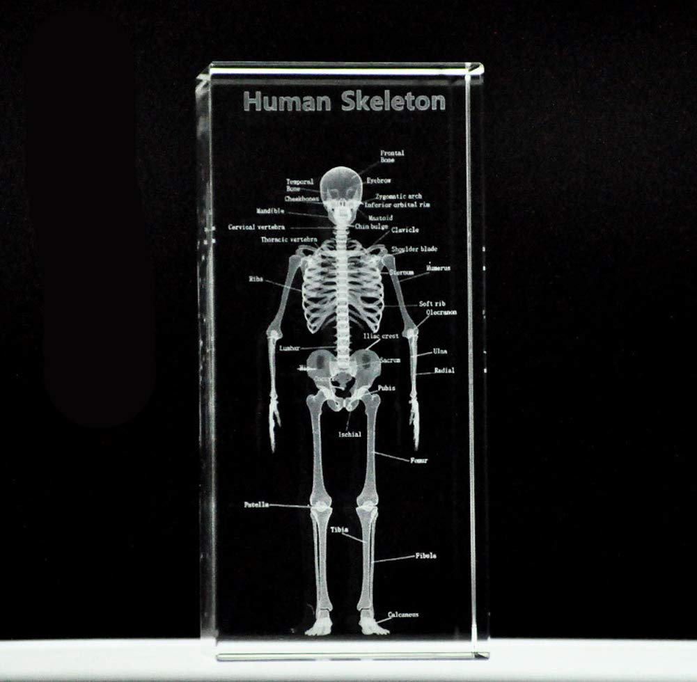 Amazon.com: Teaching Model Tools,Human Skeleton Anatomical Model 3D ...