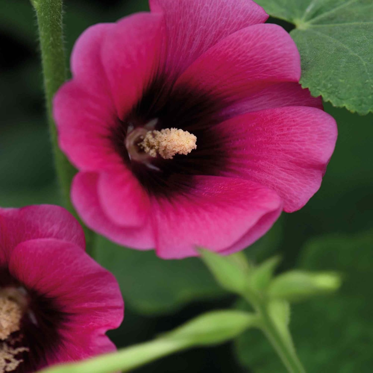 Amazon.com : Outsidepride 25 Seeds Perennial Alcea rosea Halo Cerise ...