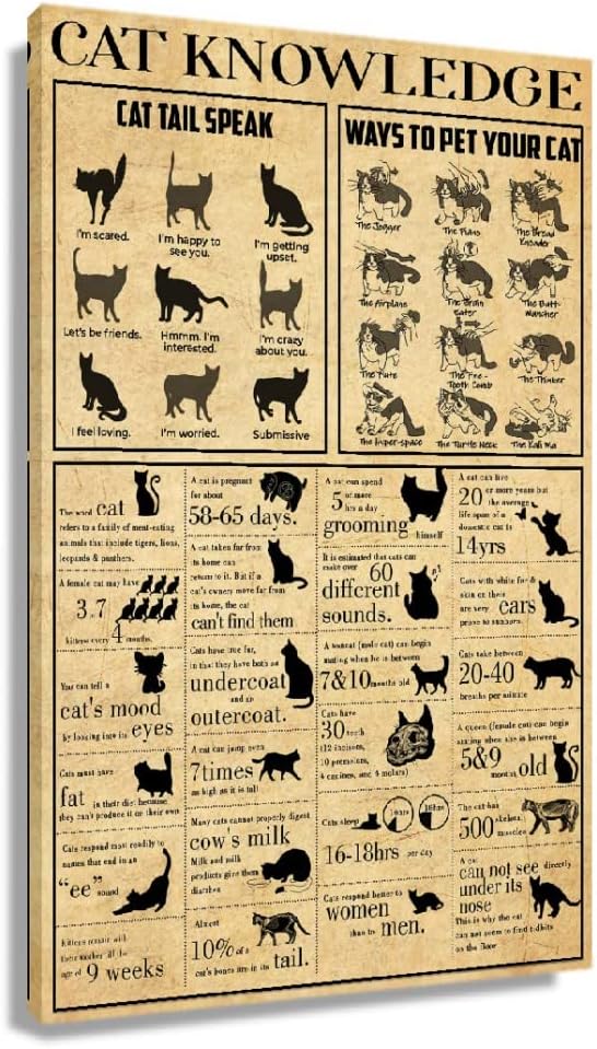 Amazon.com: Cat Knowledge Poster Educational Wall Art Infographic ...