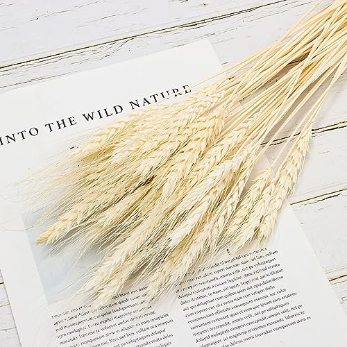 Amazon.com: 50pcs Natural Dried Wheat Stalks 17 inch White Ears of ...