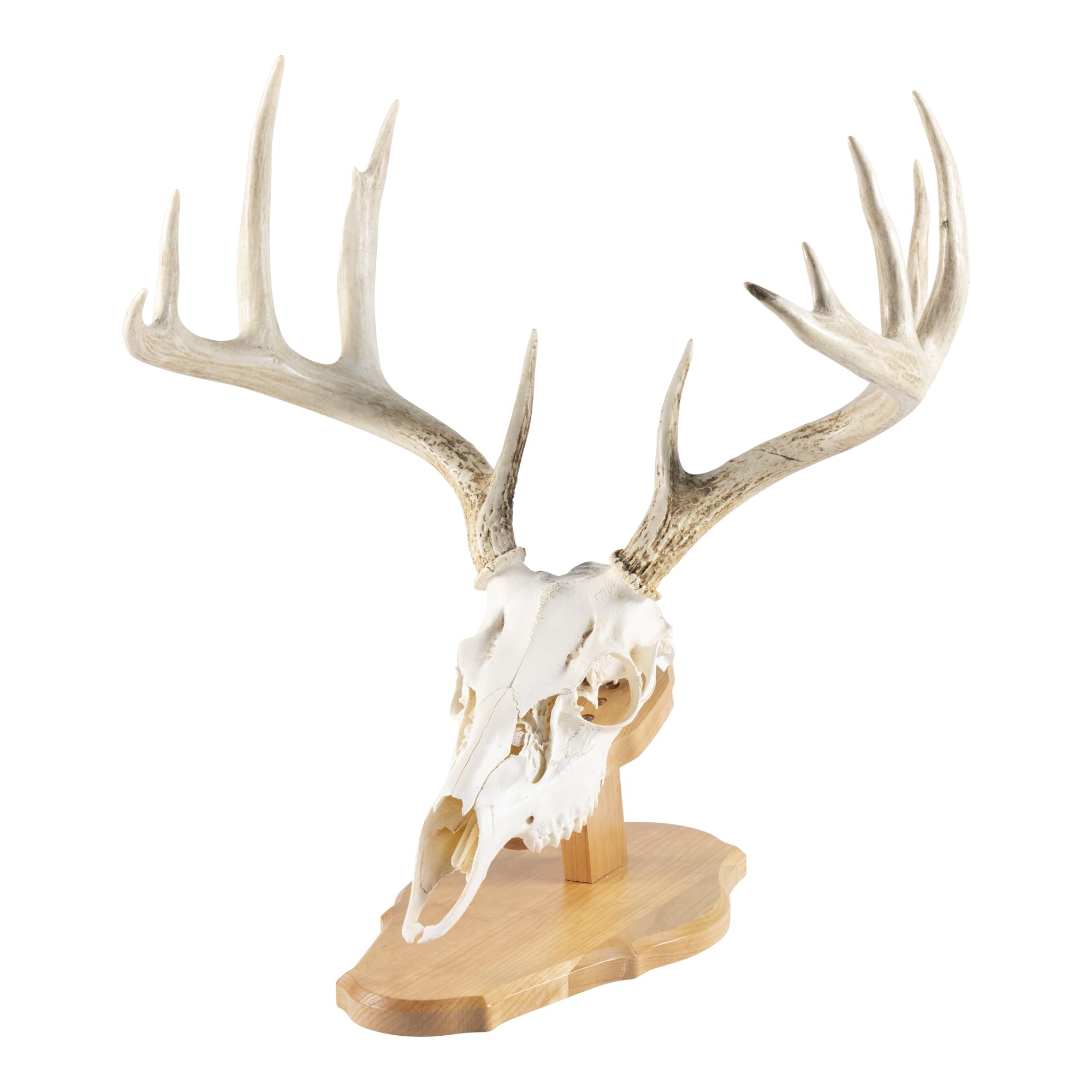 Amazon.com: Walnut Hollow Country Reversible Skull Mount Kit in Cherry ...