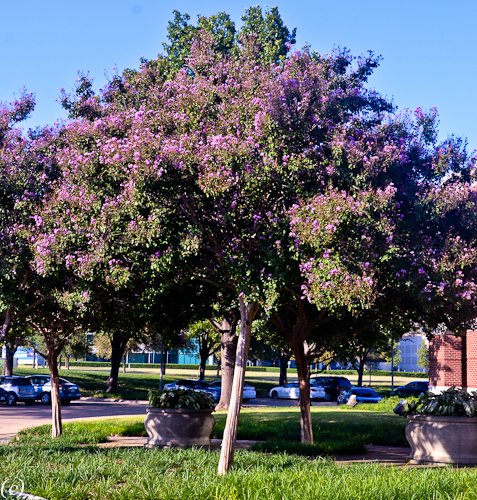 Best Crape Myrtle Catawba Trees for Vibrant Purple Blooms and Easy Care ...