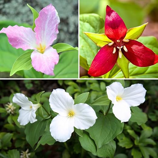 Amazon.com : 10 Assorted Trillium Flower Bulbs, Trillium Bulbs for ...