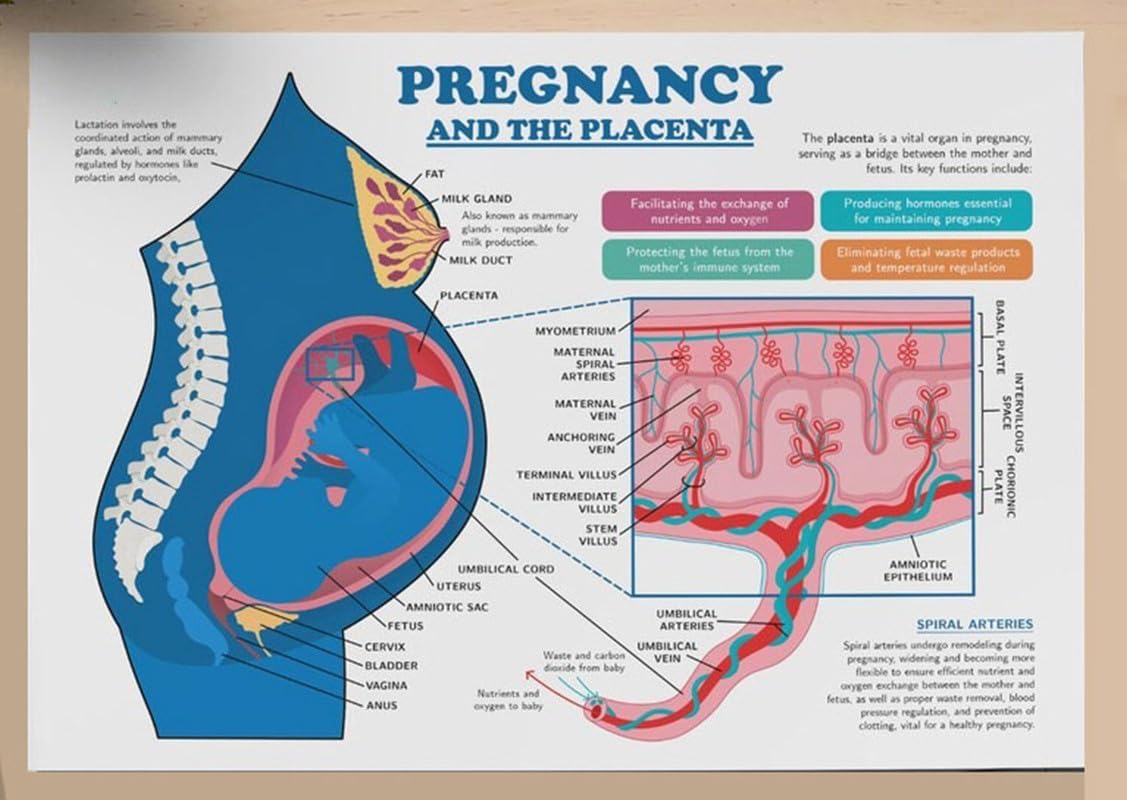 Amazon.com: Pregnancy And The Placenta Anatomy Poster, Medical Office ...