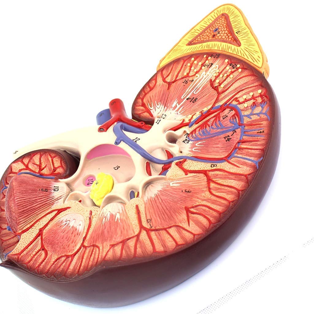 Buy LIBAI Human Kidney Model -3X Magnification Renal Adrenal Gland ...