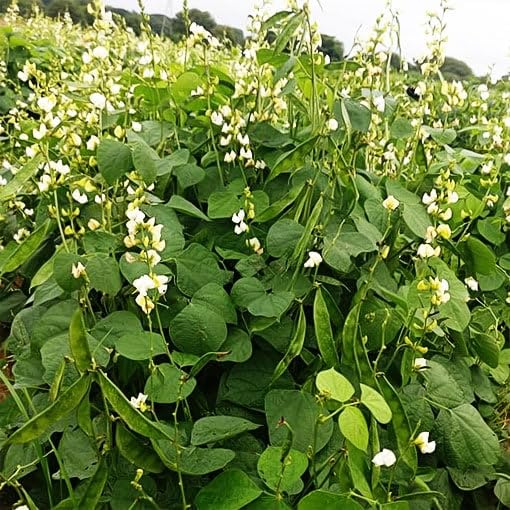 Sem seeds hybrid,Vegetale seeds 100% germination (20 seeds) : Amazon.in ...