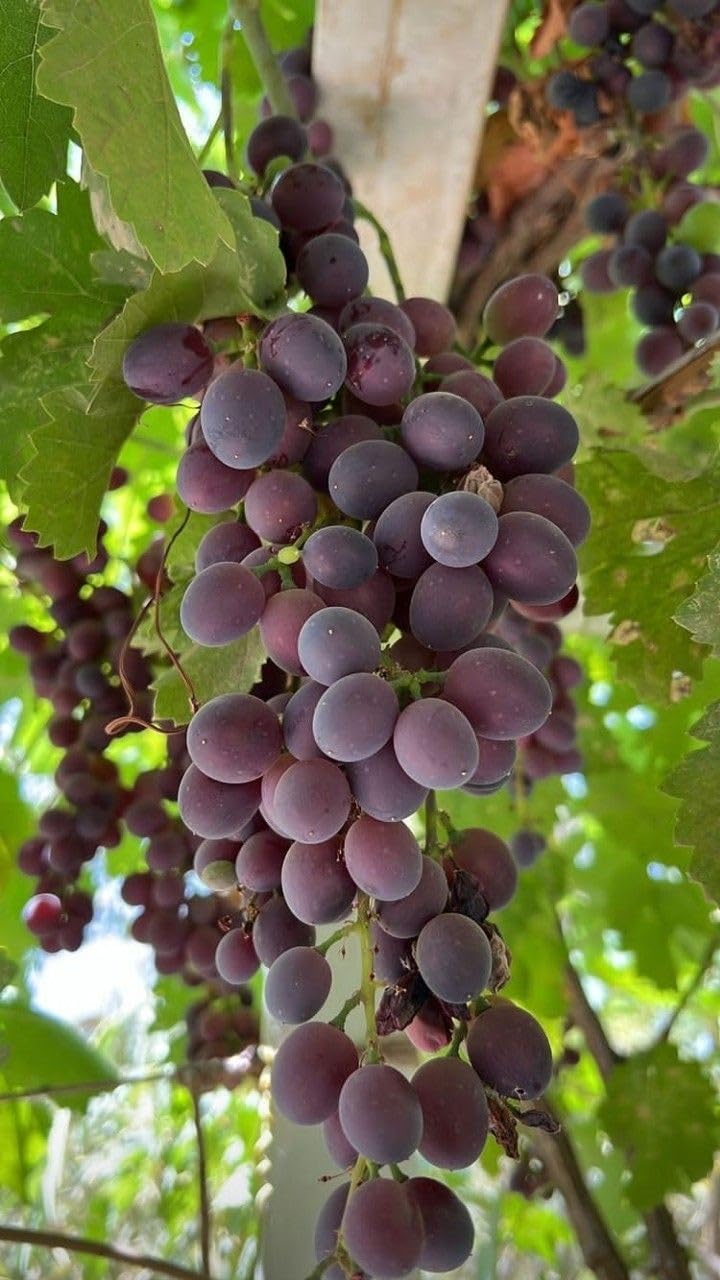 Grapes Fruit Plant Hybrid/Angur Fruit Live Plant (1 Healthy Plant with ...