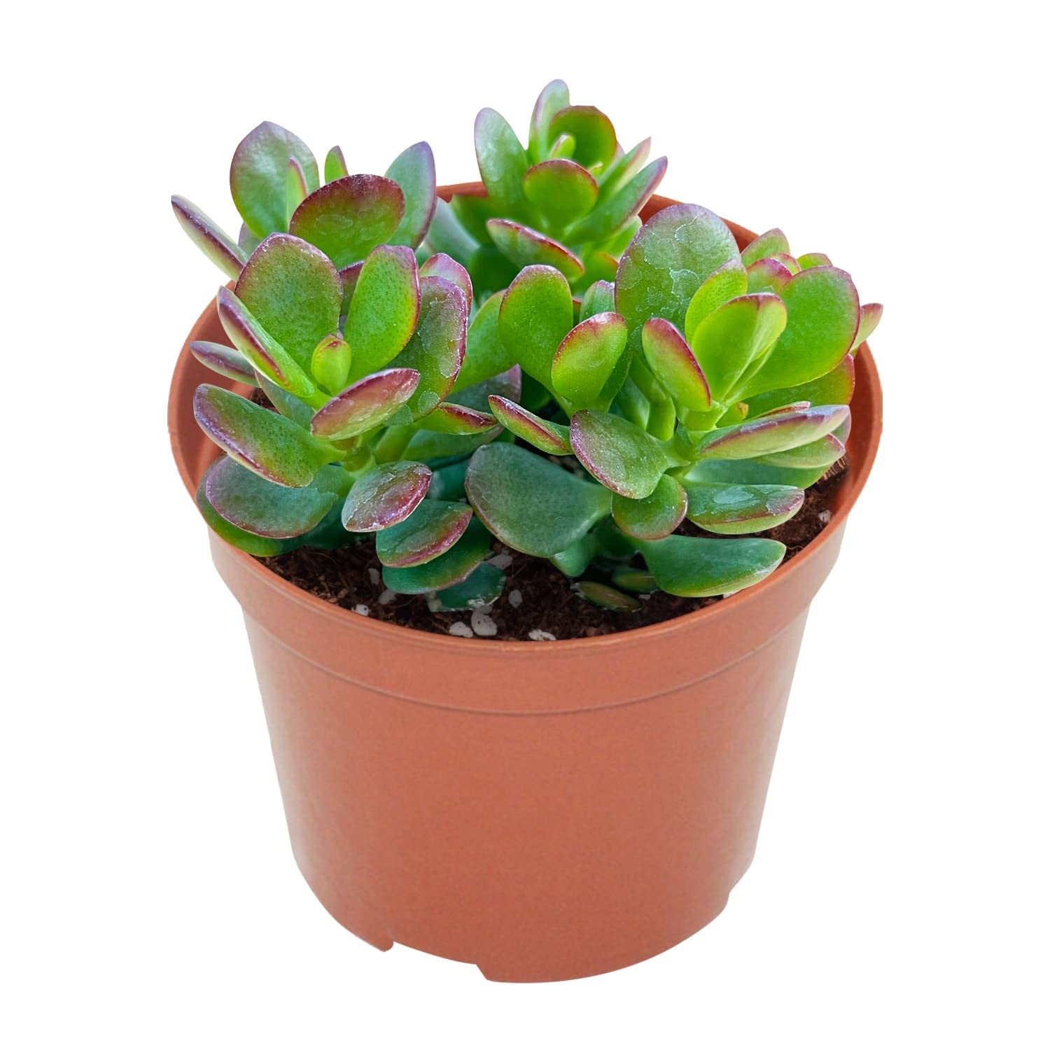 Amazon.com : 4" Dwarf Jade Plant (Crassula Ovata Crosby's Compact ...