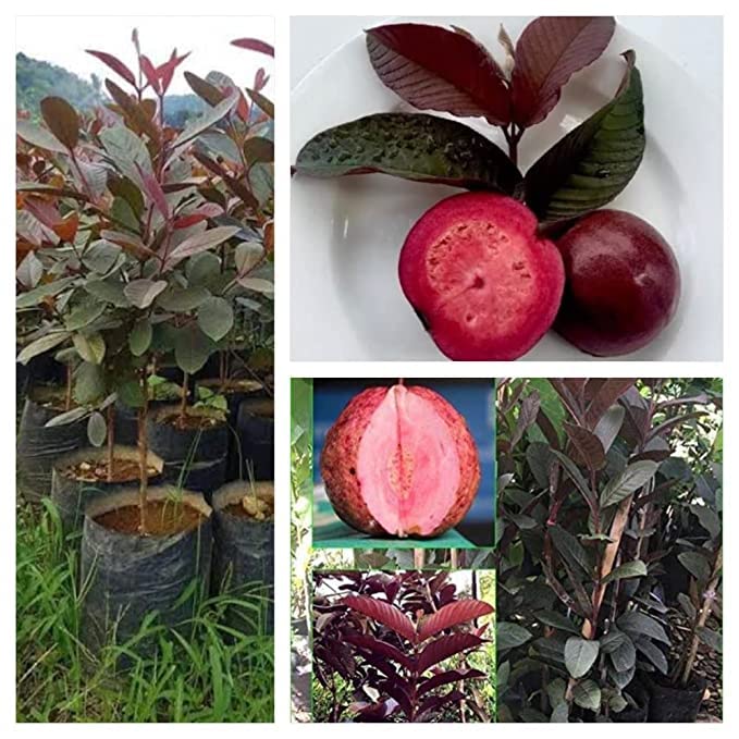 Malasian Red Guava Plant Pack Of 1 Healthy Live Plant For Home Garden ...