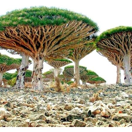 Amazon.com : St. John's Bread Tree Seeds for Planting (10 Seeds ...