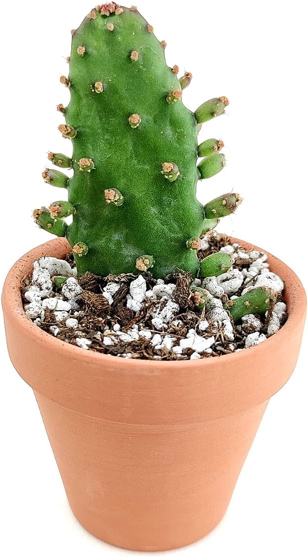 Amazon.com : Joseph's Coat Cactus (2" Clay Pot) - Live. Healthy Cactus ...