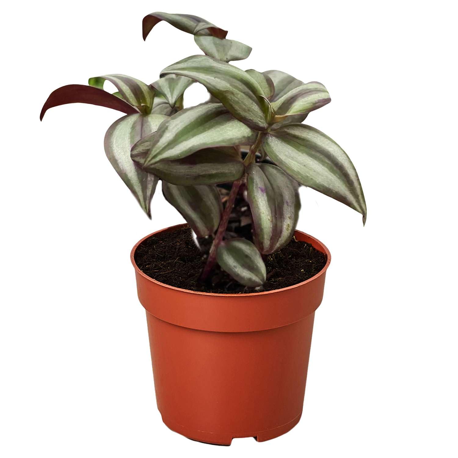 Amazon.com : Tradescantia Zebrina Wandering Dude Live Plant for Indoor ...