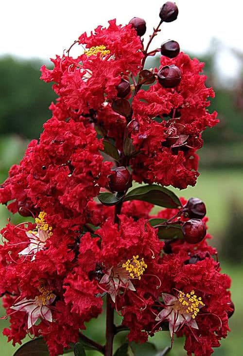 Amazon.com : Red Dynamite Crape Myrtle Live Plant in a #3 Container ...