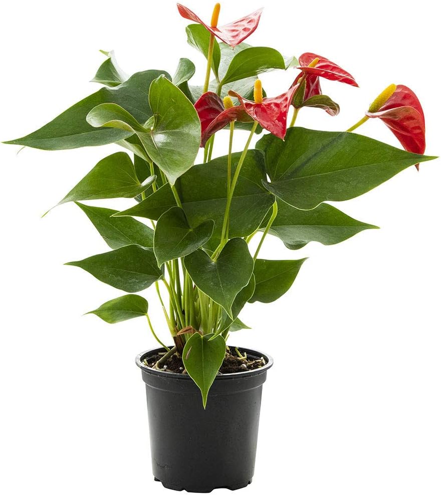 Amazon.com : Dutch Red Anthurium in a 4 inch Pot - A Gorgeous Tropical ...