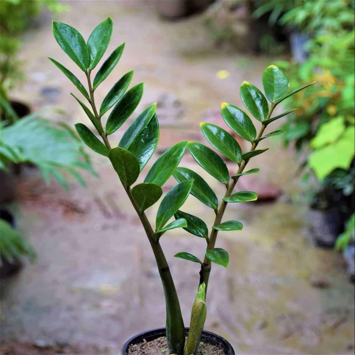 WoFLoo Zamia Zamioculas Zamiifolia " Raven" Succulent Rare Exotic Live ...