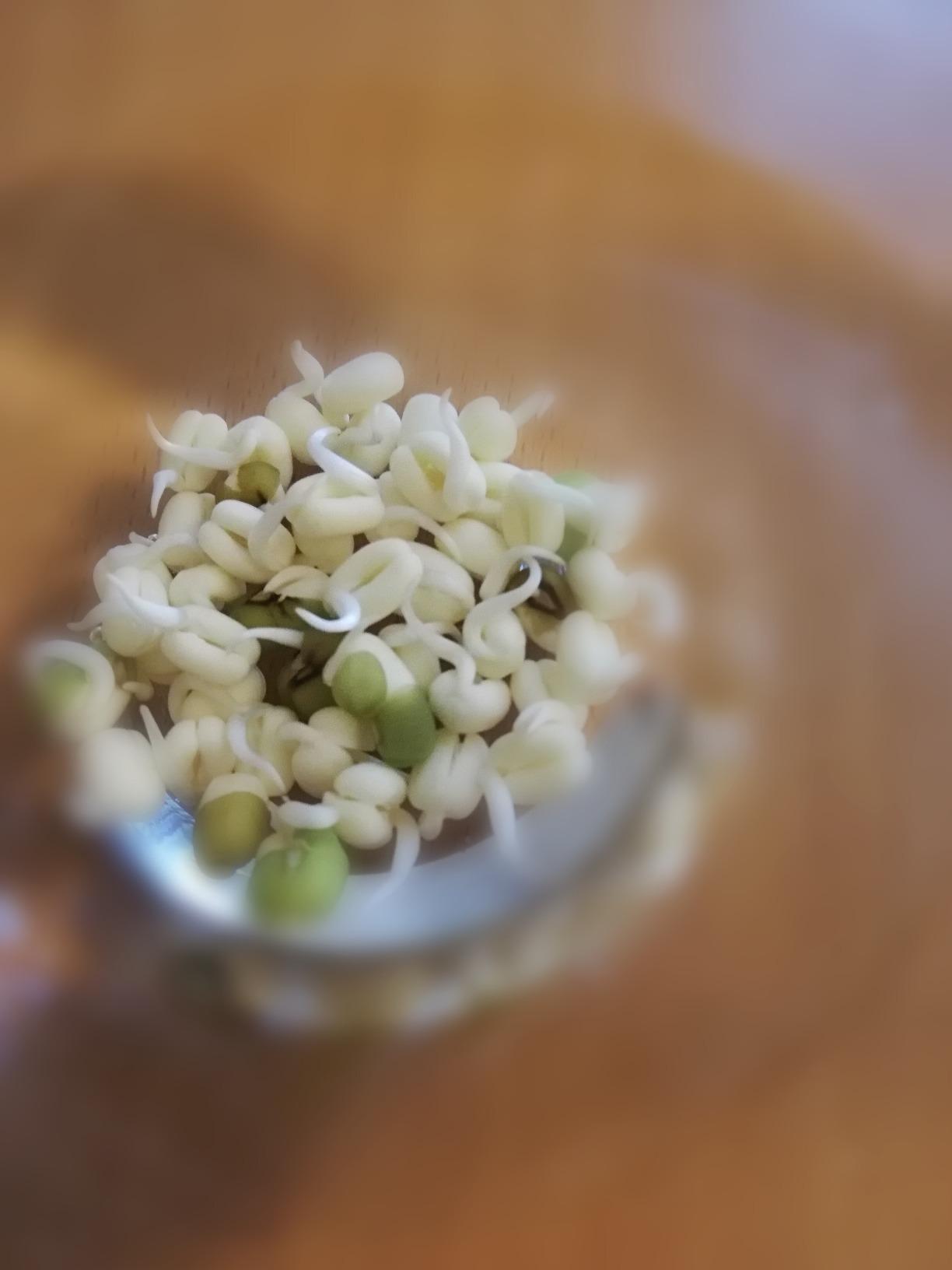 Amazon.co.jp: Green Field Project [Specialized Seeds/Fixed Seeds] Mung ...