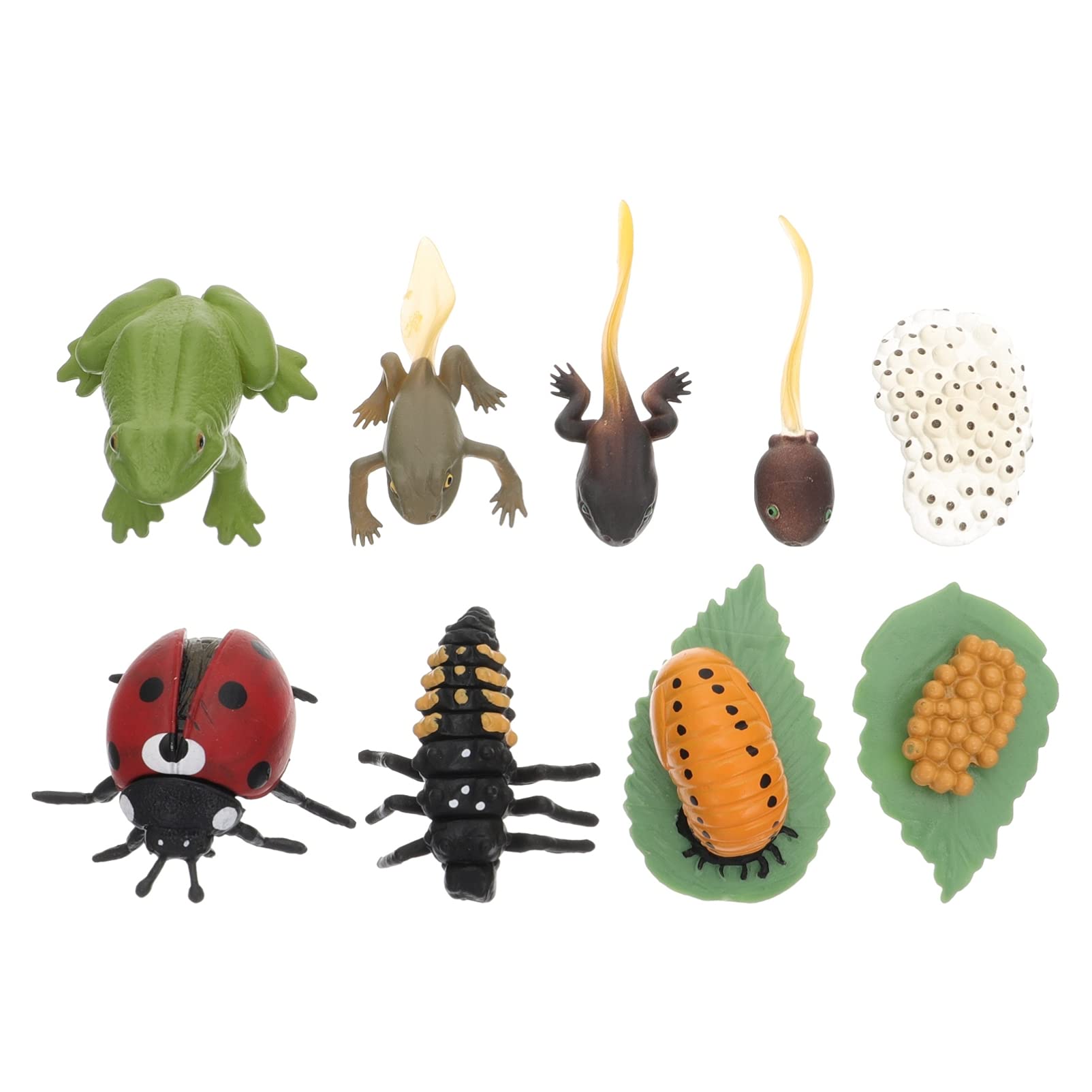 Buy Hemoton 2 Sets Frog Ladybug Growth Cycle Life Cycle of A Butterfly ...