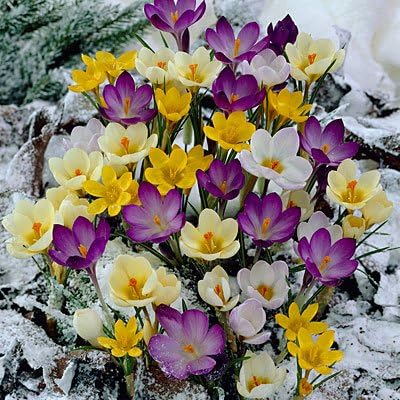 Amazon.com : Wild Crocus or Snow Crocus Bulbs Mix : Flowering Plants ...