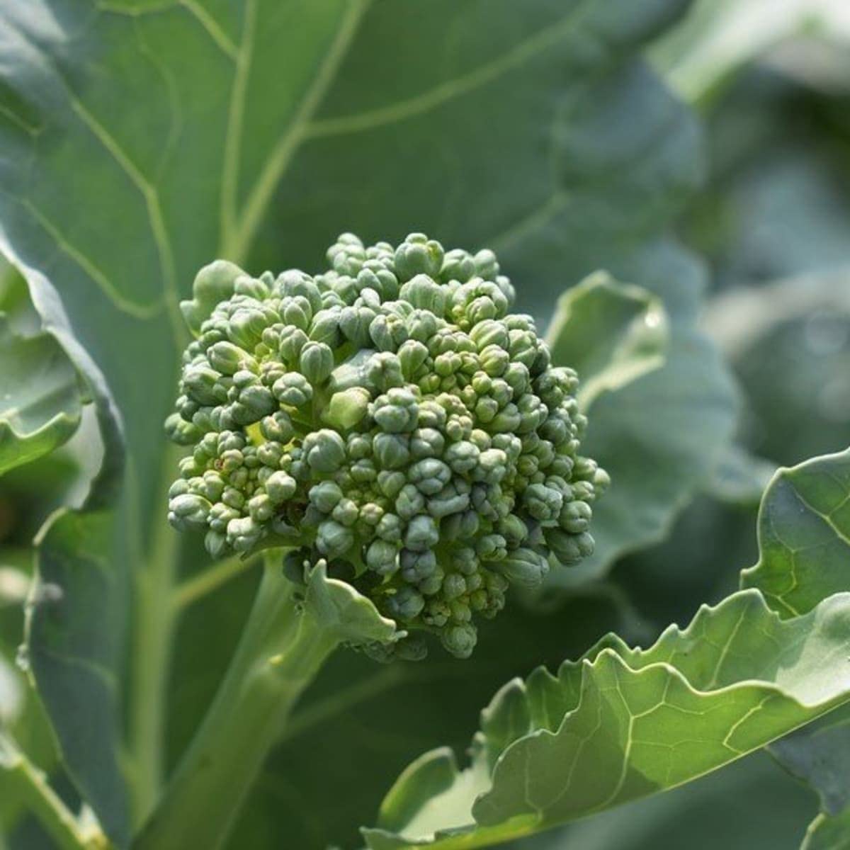 Organic broccoli seeds for sprouts | 60 Seeds : Amazon.in: Garden ...