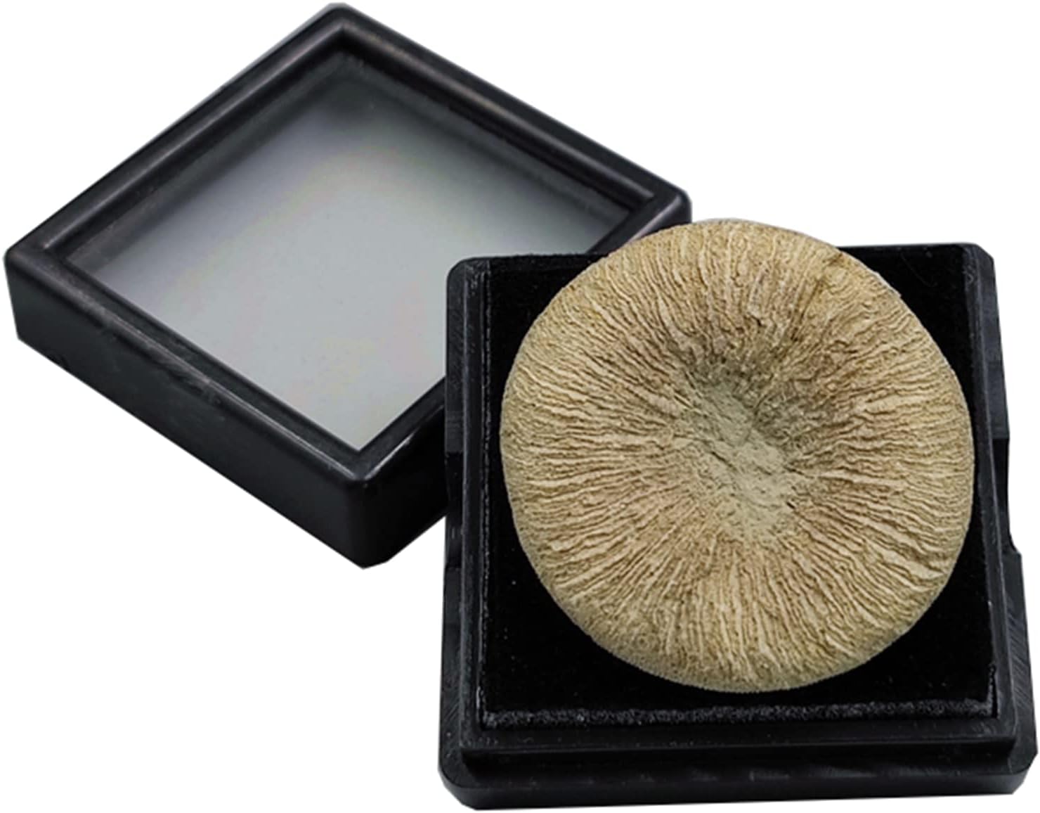 Amazon.com: KH66ZKY Fossilized Sky-Eye Coral Fossil - Natural Ancient ...