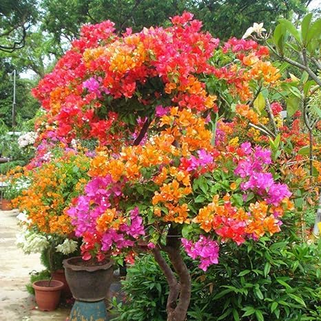 ALL IN ONEE 8-10 Colour Multi Grafted Hibiscus Rose Mallow Joba Flower ...