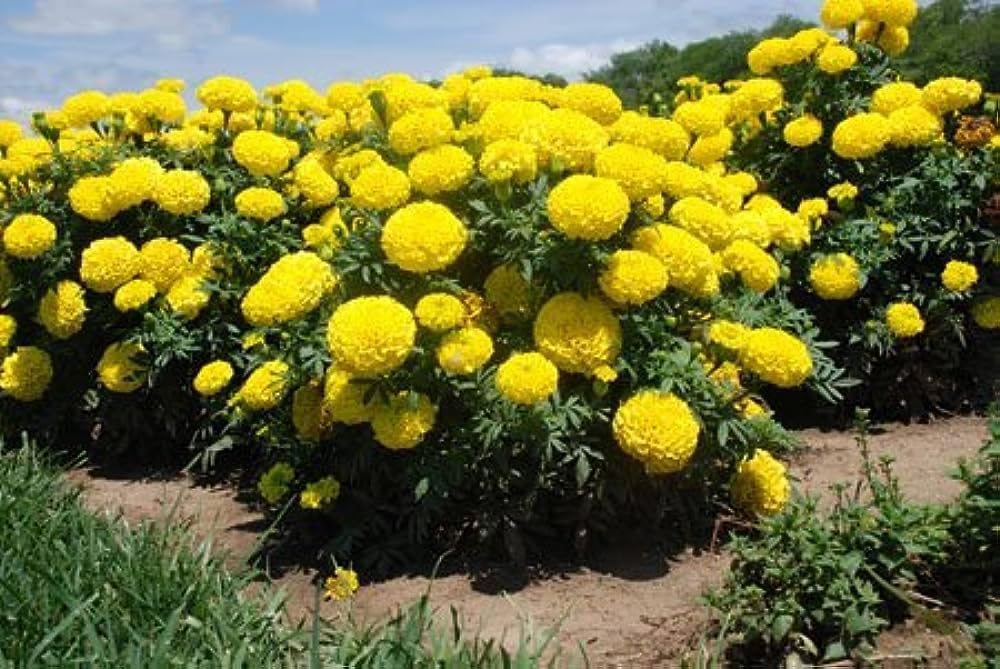 Genda phool ka plant,plant for genda ka phool (Pack of 5) : Amazon.in ...