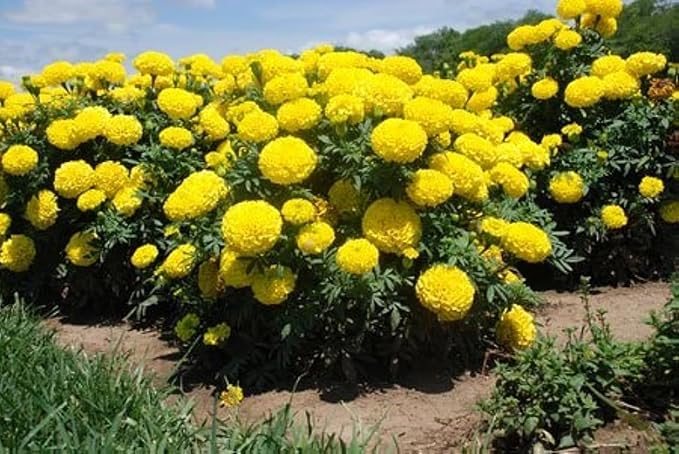 Genda phool ka plant,plant for genda ka phool (Pack of 5) : Amazon.in ...