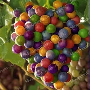 Amazon.com : Miniature Grape Rainbow Vine Seed Patio Syrah Vitis Vinifera Houseplant 50 Pcs ...