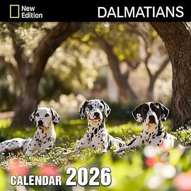 Dalmatians Calendar 2026: Bold patterns and lively steps captured month ...