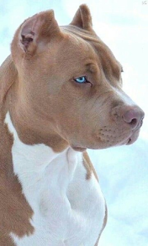 Fotos Pitbull Wallpapers